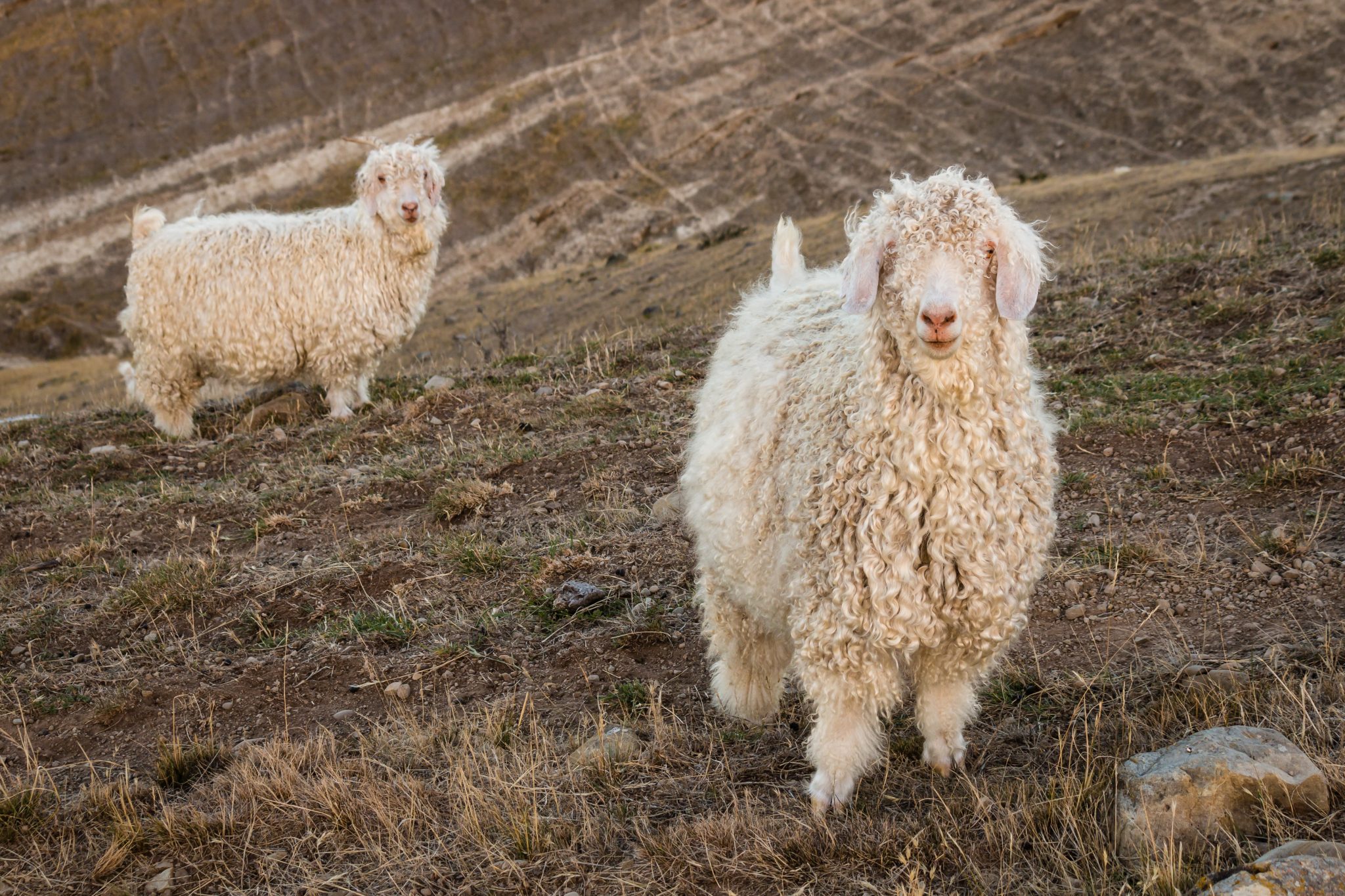 Heat Stress in Goats - Goat Journal